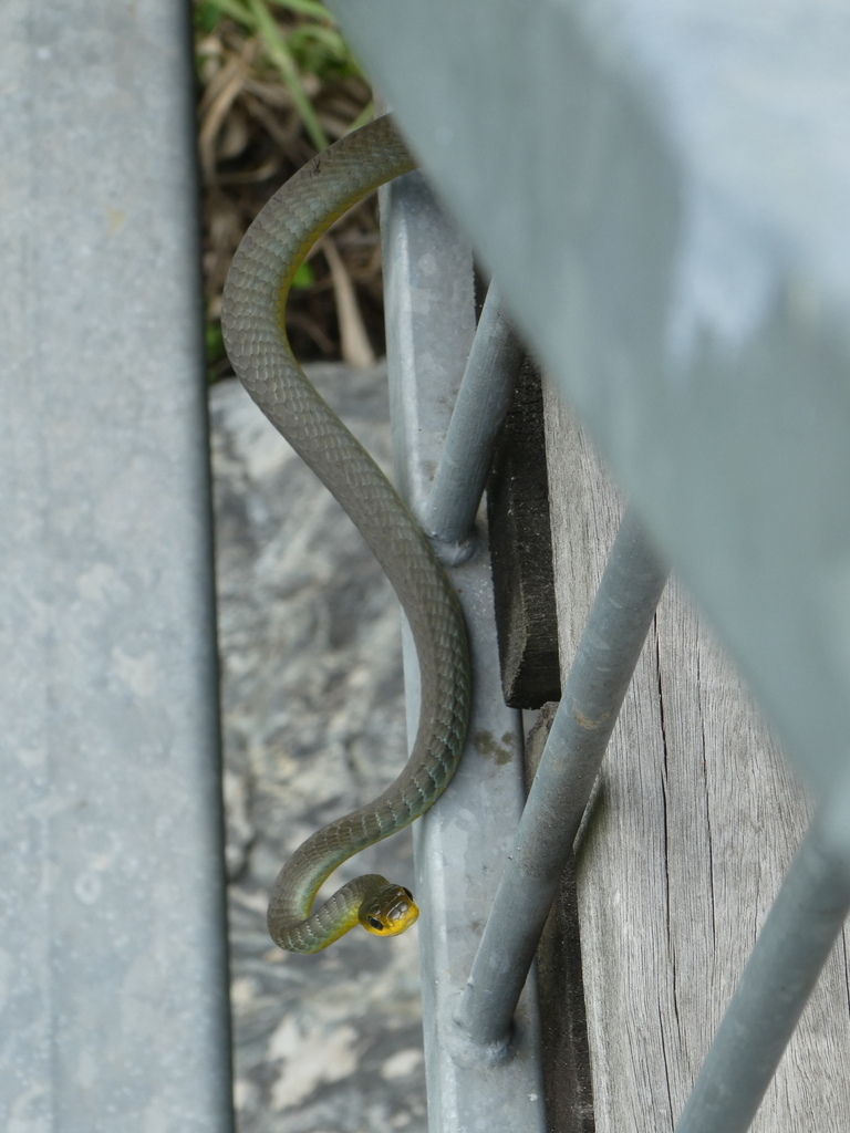 Common Tree Snake from Brisbane QLD, Australia on December 22, 2023 at ...
