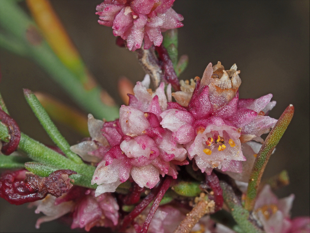 Clover Dodder from Mallos de Agüero, Agüero, Huesca, Spanien on June 9 ...