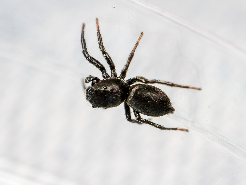 Heliophanus potanini from Талгар, Казахстан on May 6, 2022 at 05:52 PM ...