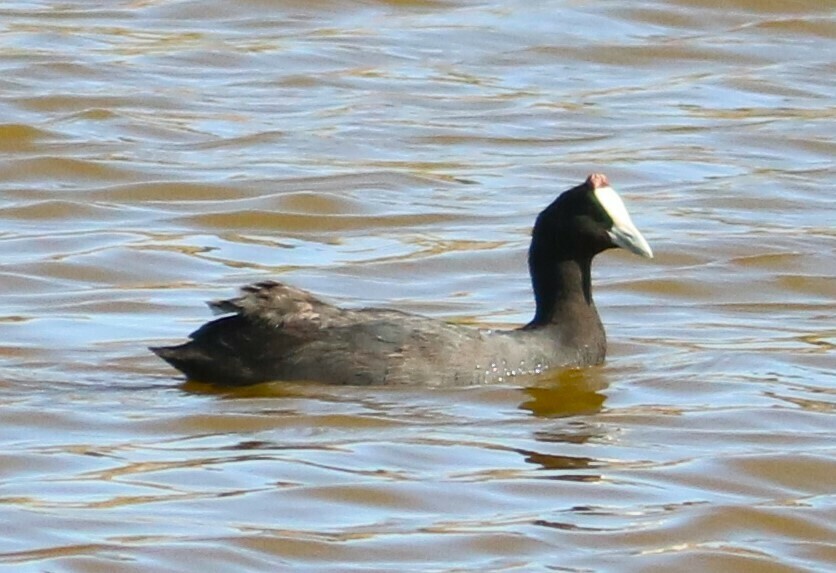 Red-knobbed Coot from West Coast District Municipality, South Africa on ...