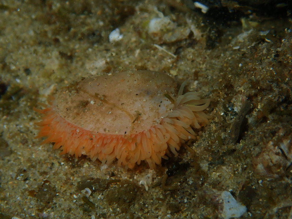 Limaria orientalis from Narooma NSW 2546, Australia on December 19, 2023 at 04:13 PM by Nick ...