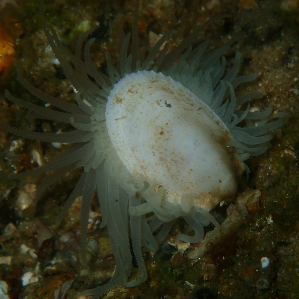 Limatula strangei from Narooma NSW 2546, Australia on December 19, 2023 at 04:19 PM by Nick Shaw ...