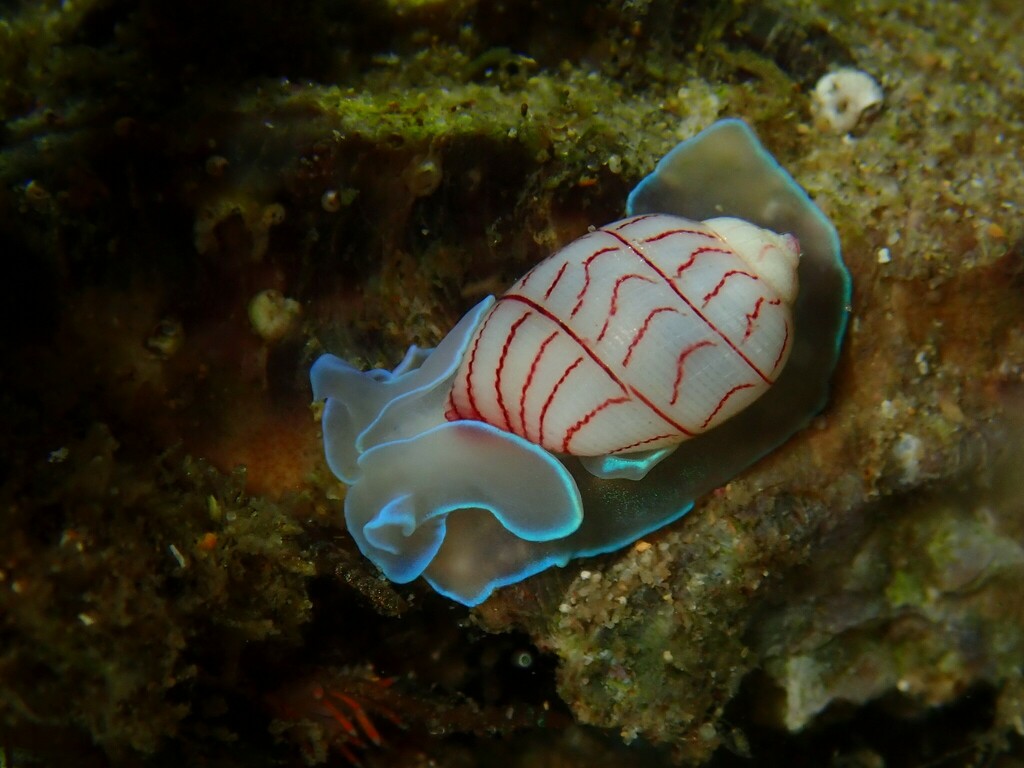 Red Lined Bubble Snail From Narooma Nsw 2546 Australia On December 19