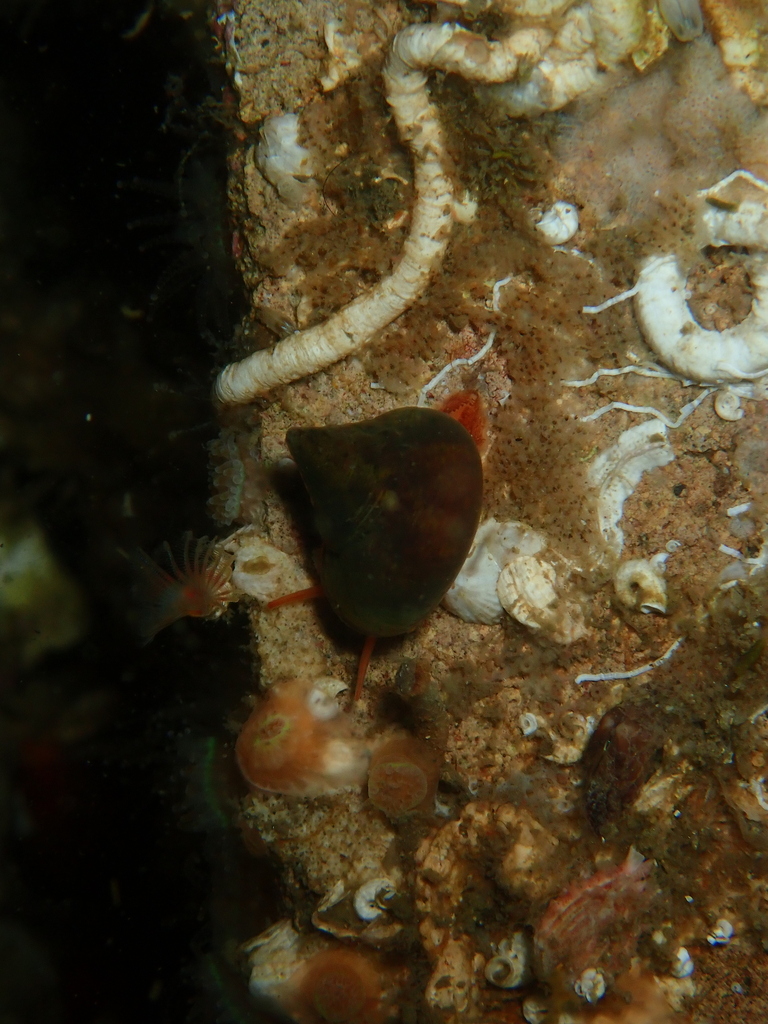 Astele scitula from Narooma NSW 2546, Australia on December 19, 2023 at ...