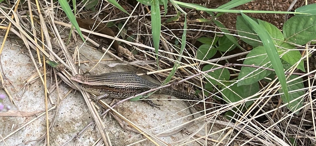 Common Sun Skink from Ko Phuket, Phuket, Phuket, TH on December 26 ...
