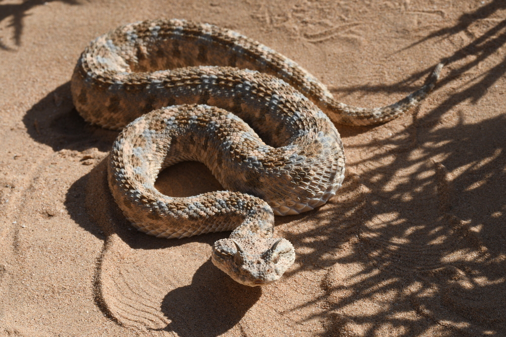 Desert Horned Viper in October 2023 by Edouard Veuillet · iNaturalist