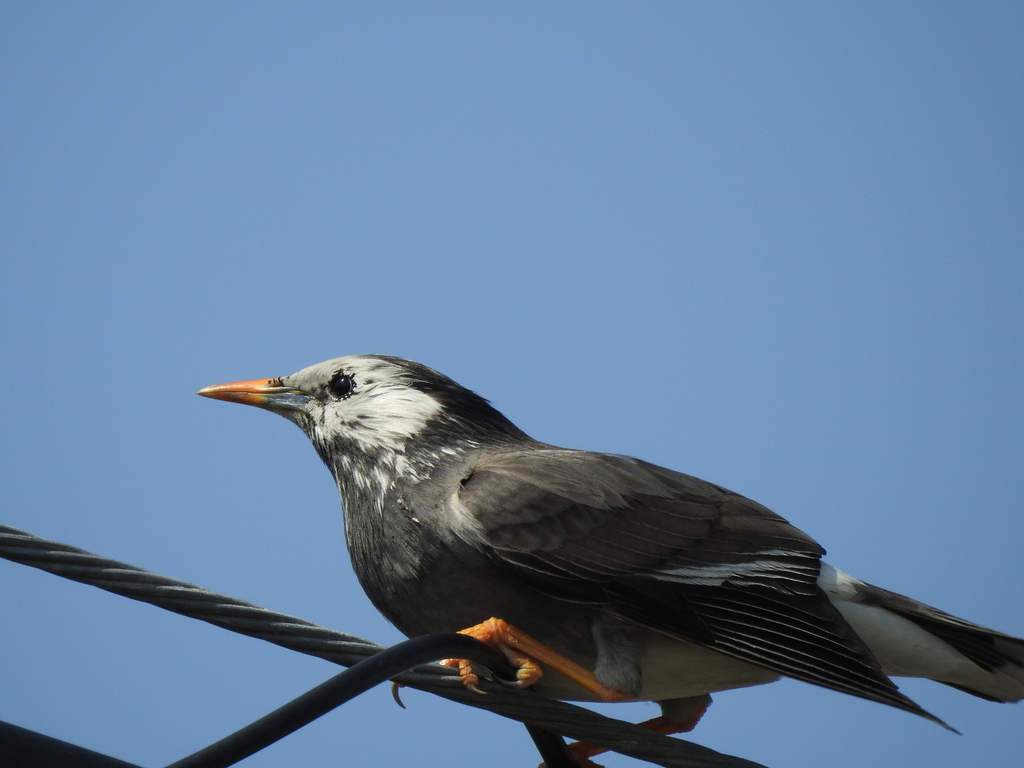 White-cheeked Starling from Nishi Ward, Fukuoka, Japan on April 30 ...