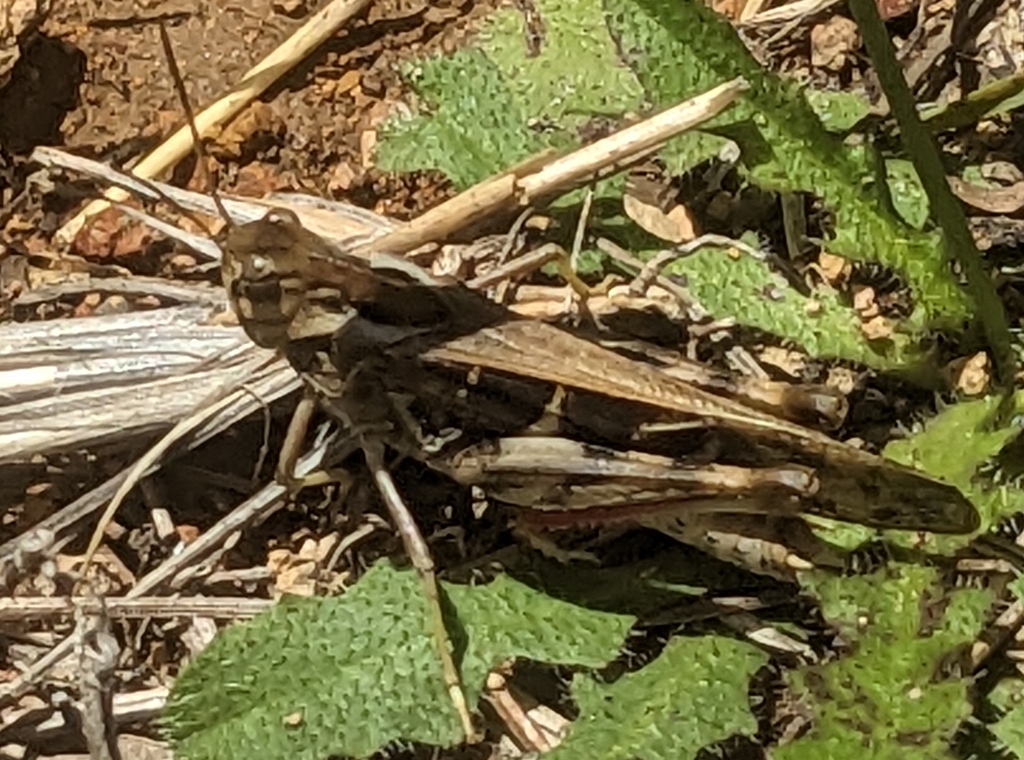 Australian Yellow-winged Locust from Woodstock NSW 2360, Australia on ...
