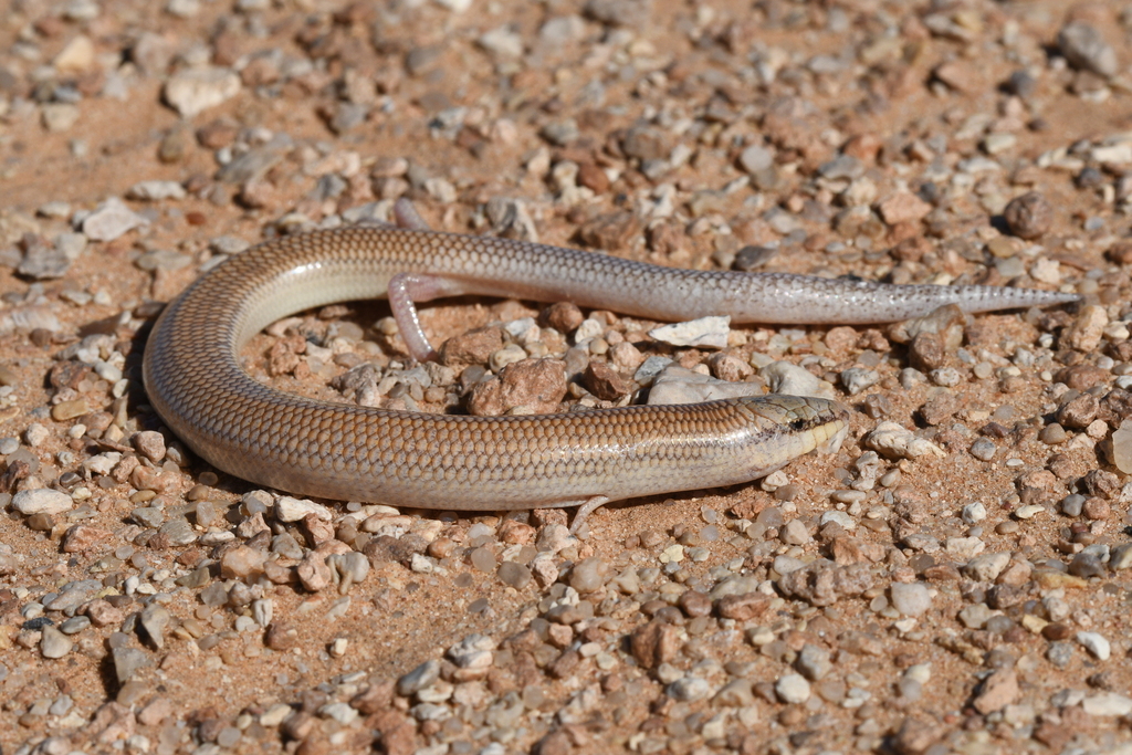 Dumeril's Wedge-snouted Skink in October 2023 by Edouard Veuillet ...