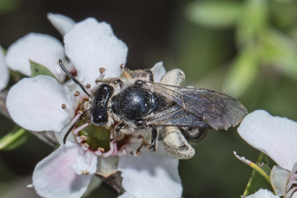 Bees from 141 State Highway 1, Waitahanui 3378, New Zealand on December ...