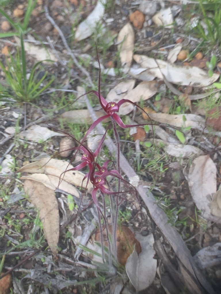 Blood spider orchid in August 2021 by monken68 · iNaturalist