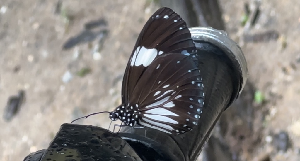 Magpie Crow Butterfly from Sungai Sedim, Kedah on December 26, 2023 by ...