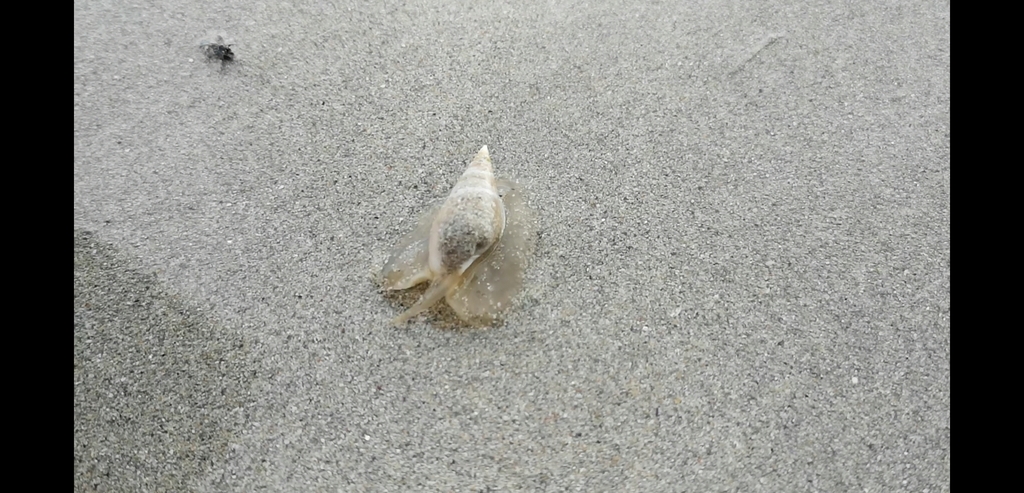 smooth plough shell from Hermanus, 7200, South Africa on December 24 ...