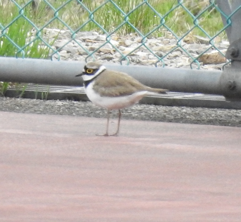 Little Ringed Plover from Takayama, Gifu, Japan on May 10, 2017 at 12: ...