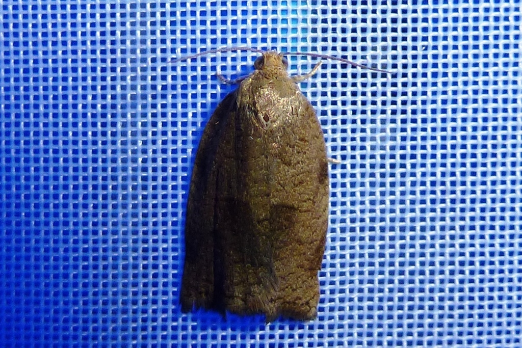 Rose Tortrix Moth from Radeberg, Deutschland on July 7, 2023 at 11:41 ...