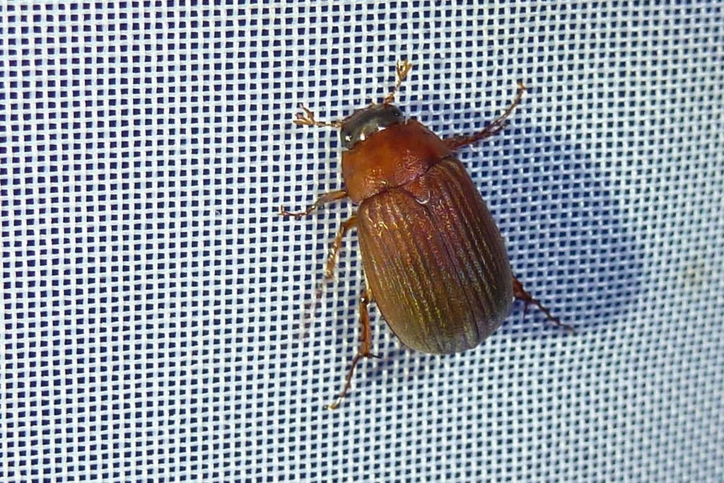 Brown Chafer from Radeberg, Deutschland on July 8, 2023 at 12:15 AM by ...
