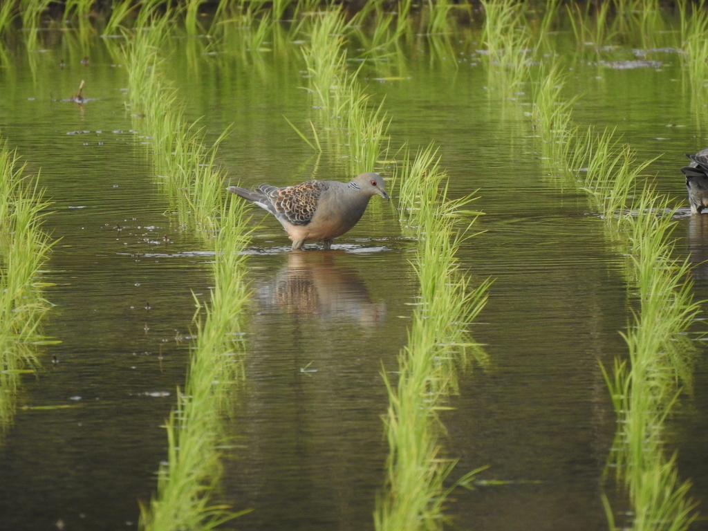 Oriental Turtle-Dove from Togihitsumi, Shika, Hakui District, Ishikawa ...