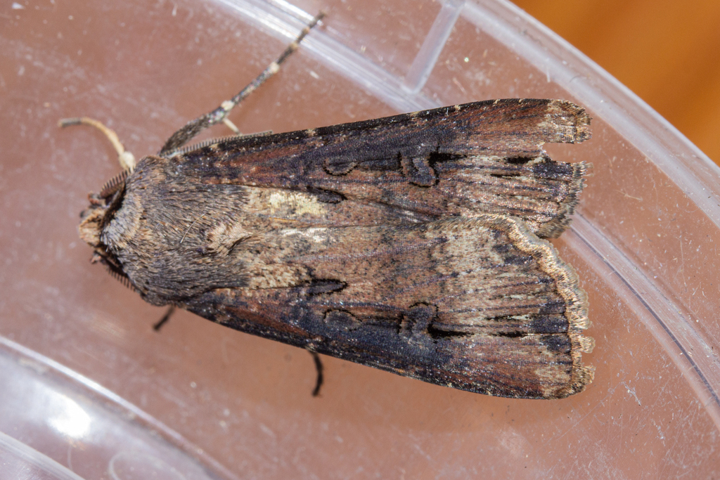 Ipsilon Dart Moth from Idaburn 9386, New Zealand on December 22, 2023 ...