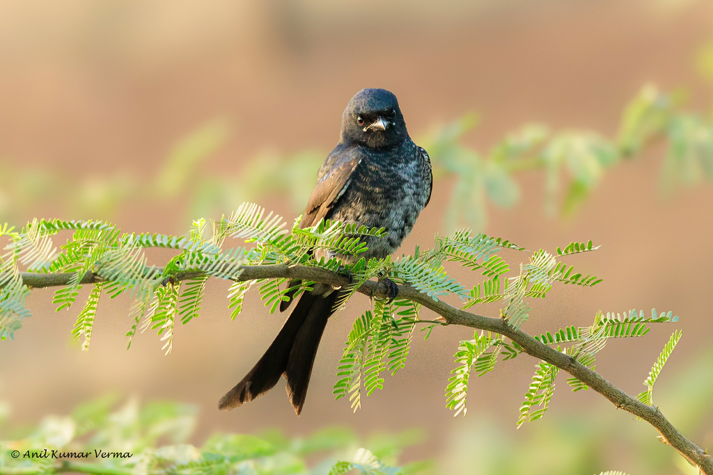 Black Drongo from Diveagar, Maharashtra 402404, India on December 25 ...