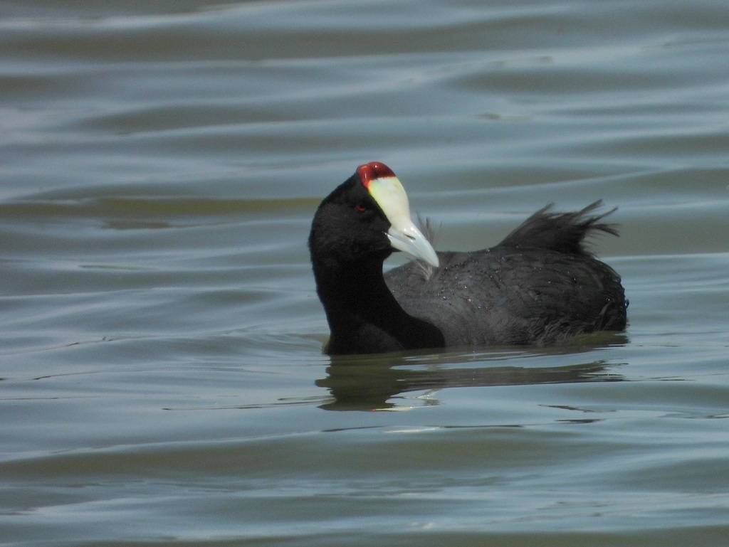 Red-knobbed Coot in April 2022 by gusgahete · iNaturalist