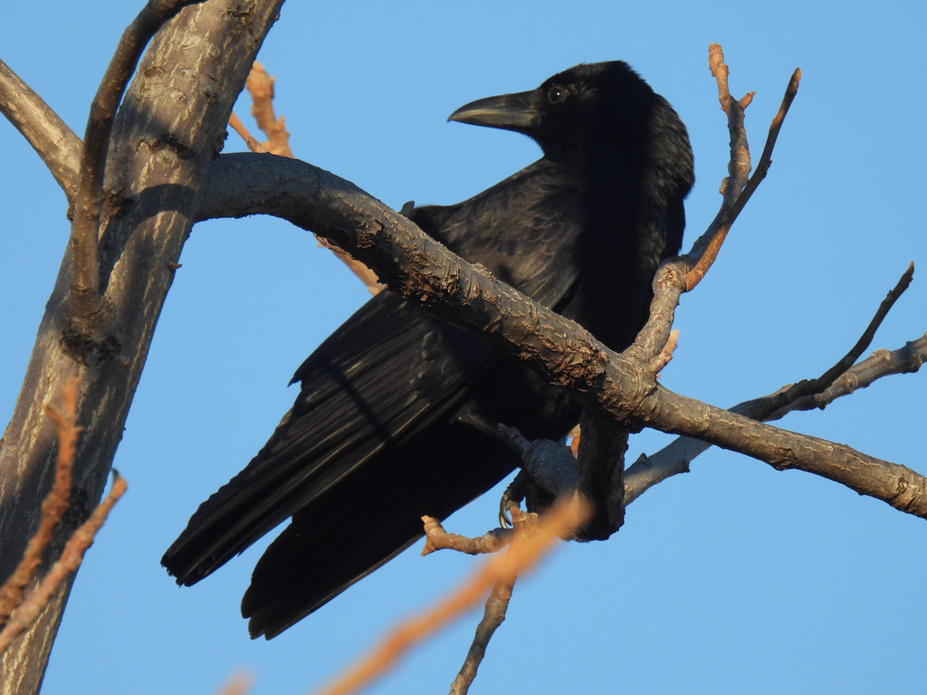 Carrion Crow from Takatsu Ward, Kawasaki, Kanagawa, Japan on December ...