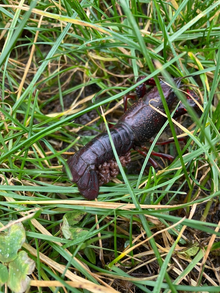 Red Swamp Crayfish from 3991 DW Houten, Nederland on December 25, 2023 ...