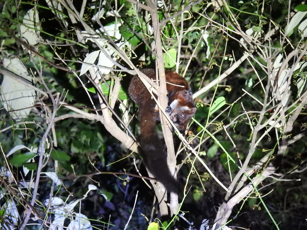 Yunnan Giant Flying Squirrel from 中国云南省德宏傣族景颇族自治州盈江县 on May 7, 2023 at ...
