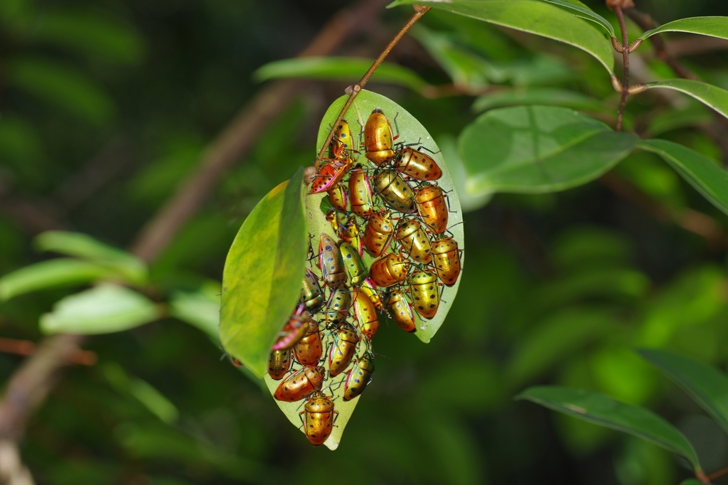 Mangrove jewel bug from Pasir Ris, 新加坡 on April 6, 2019 at 03:06 PM by ...