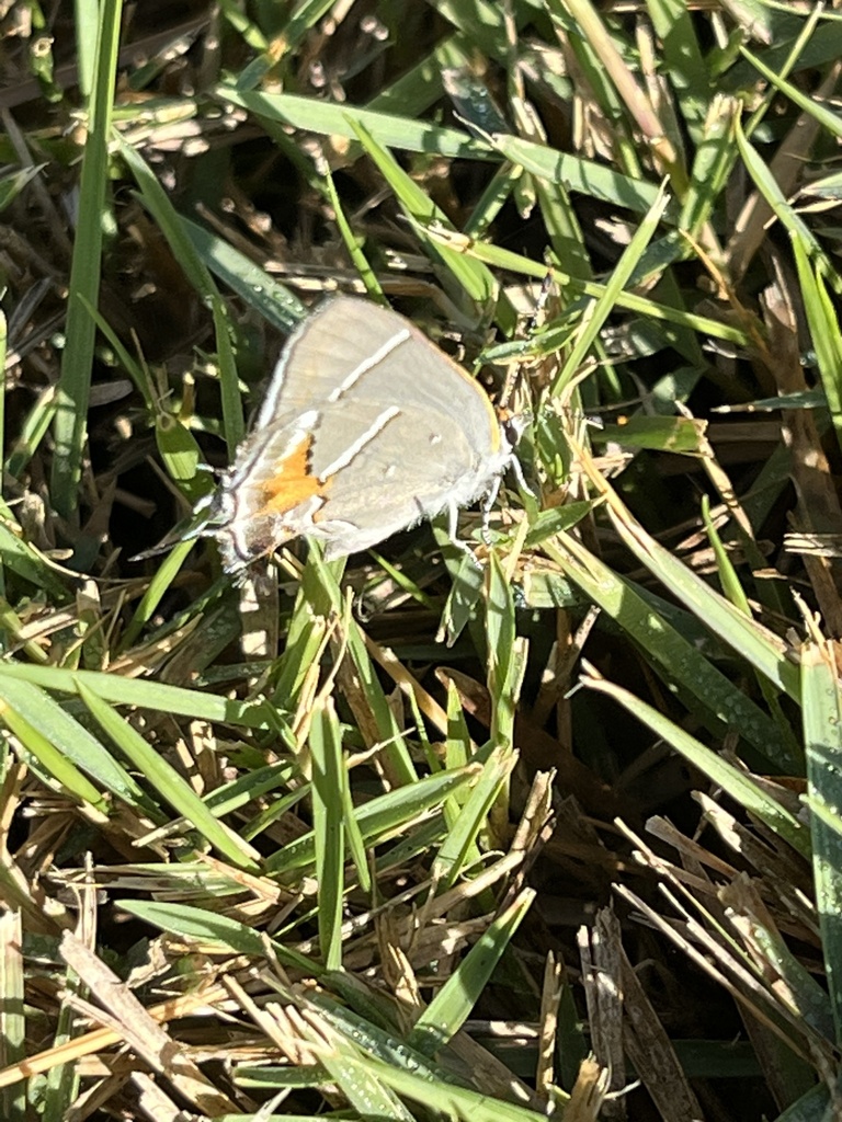 Strymon acis mars from Guanica State Forest, Guánica, Puerto Rico, US ...