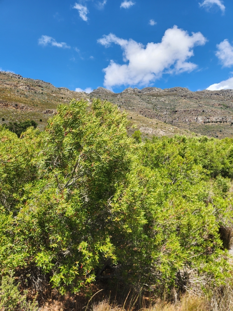 Cape lance-leaf from Cape Winelands, ZA-WC, ZA on December 26, 2023 at ...