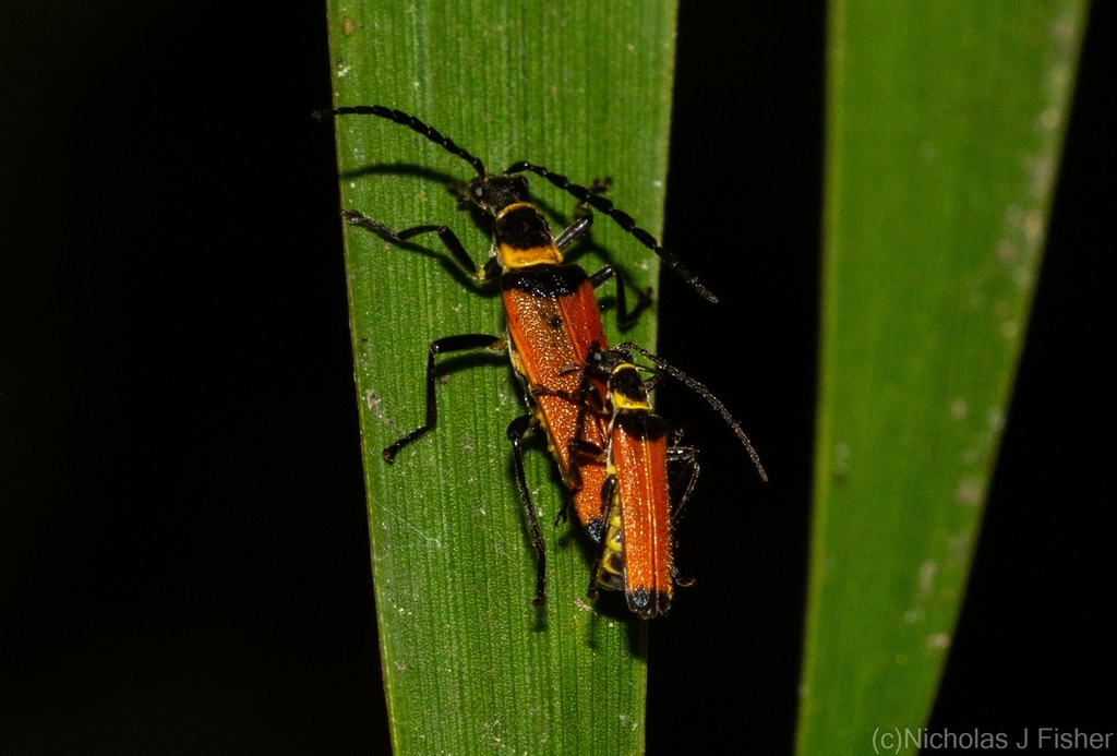 Chauliognathus atricornis from Tamborine Mountain QLD 4272, Australia ...