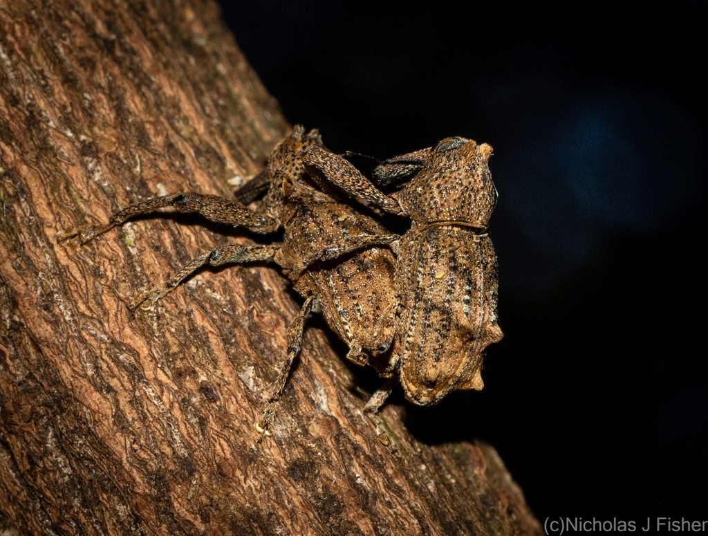 Elephant Weevil from Tamborine Mountain QLD 4272, Australia on December ...