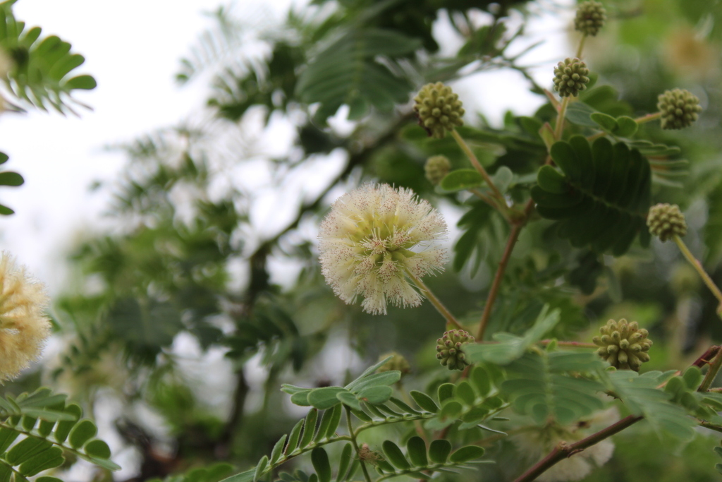 (Senegalia bahiensis) - Botanical Realm