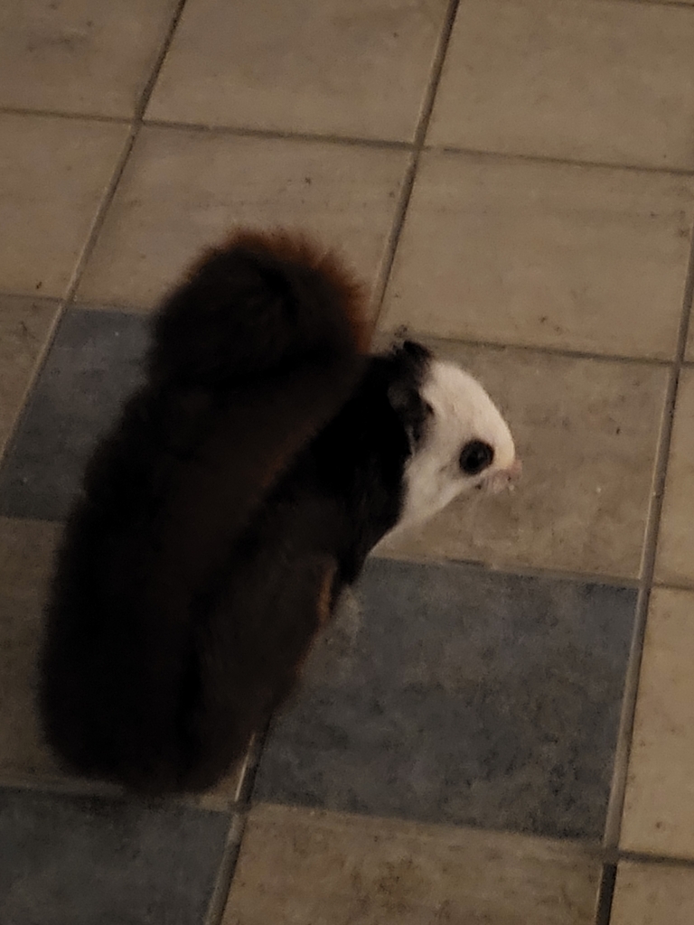 Taiwan Red-and-white Giant Flying Squirrel from 605, Taiwan, 嘉義縣阿里山鄉中正村 ...