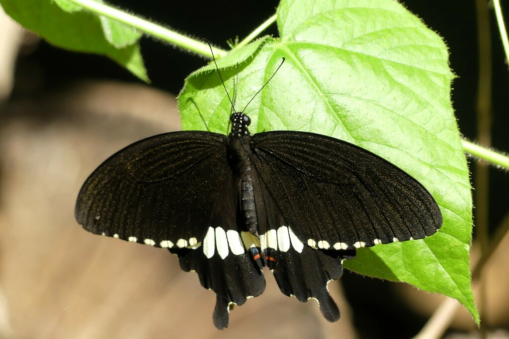 Common Mormon Swallowtail from RW6X+4QF Huai Kaeo Arboretum, Huay Kaew ...