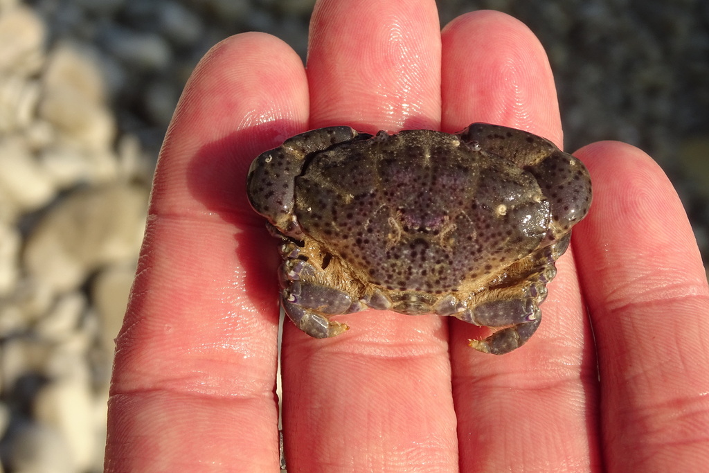 jaguar round crab from г. Геленджик, Краснодарский край, Россия on July ...