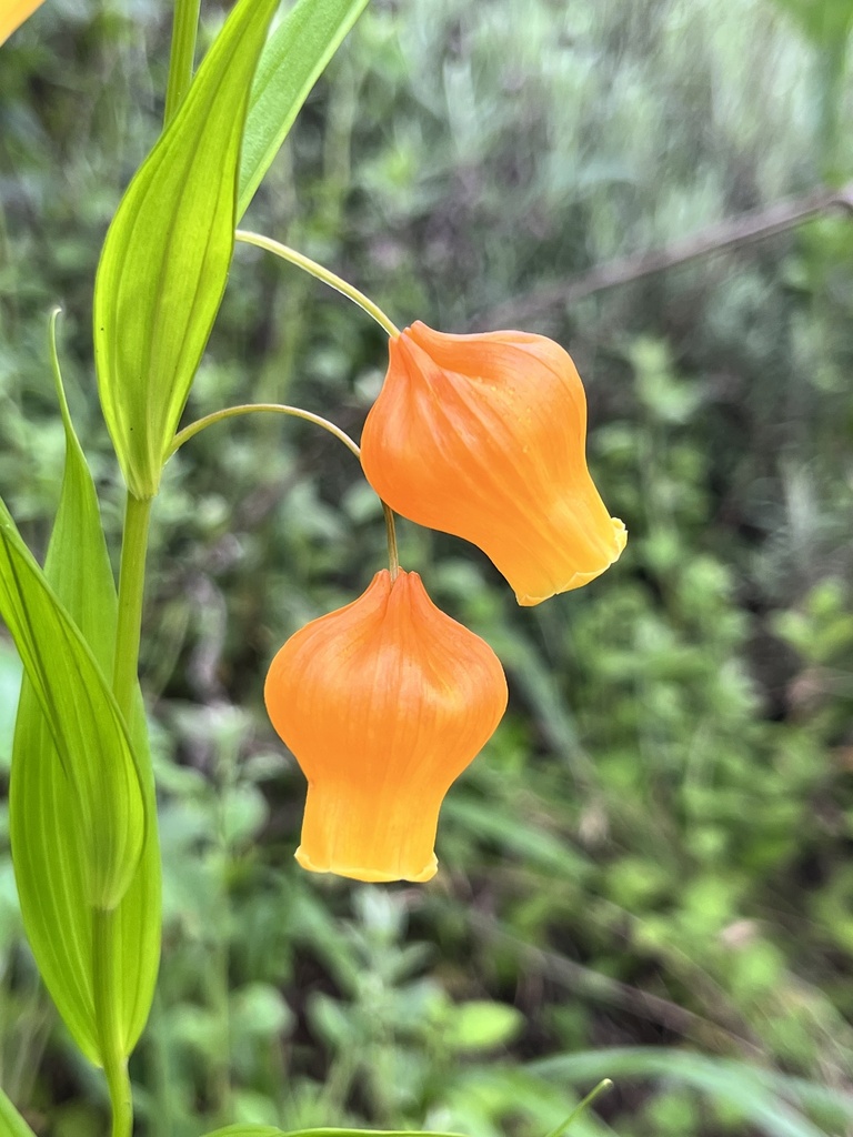 Chinese-Lantern Lily from Dr. Nkosazana Dlamini Zuma Rural, Dr. Nkosazana Dlamini Zuma, KZN, ZA ...