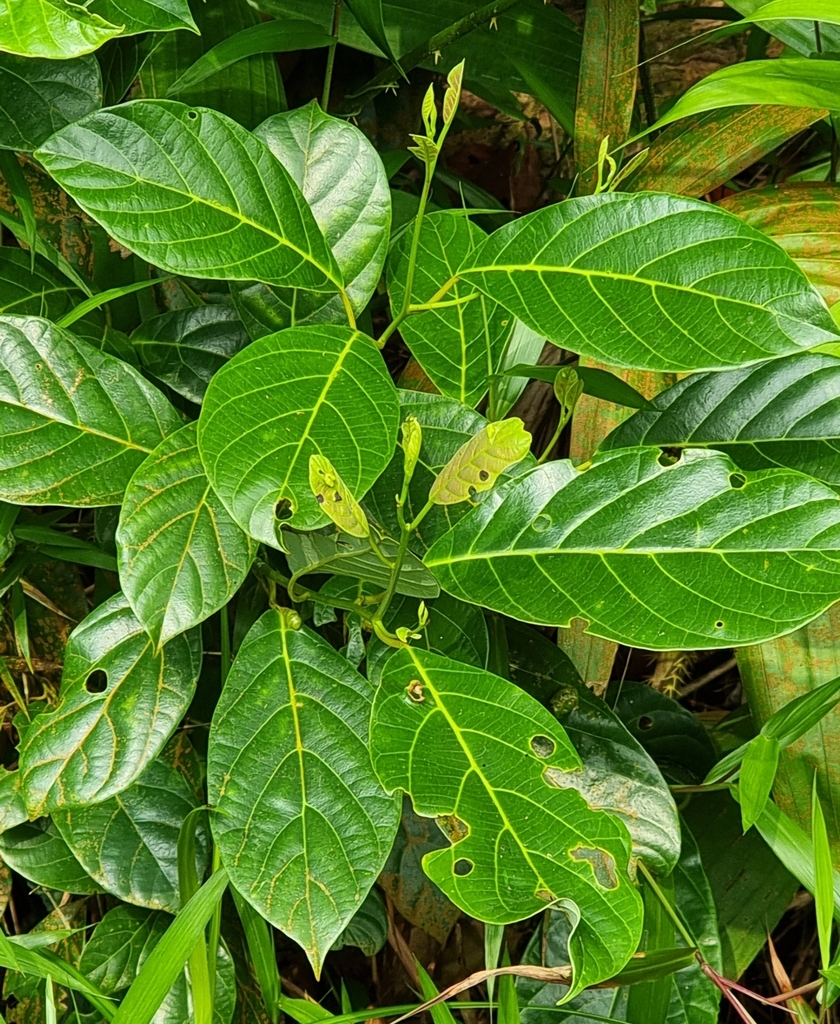 Litsea elliptica from Aft Wallace Way, Singapore on December 2, 2023 at ...