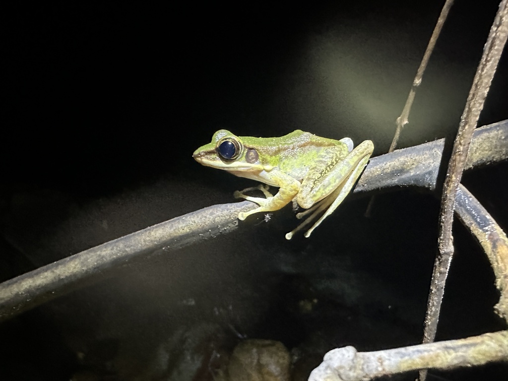 Poisonous Rock Frog from Borneo, Kabupaten Malinau, North Kalimantan ...