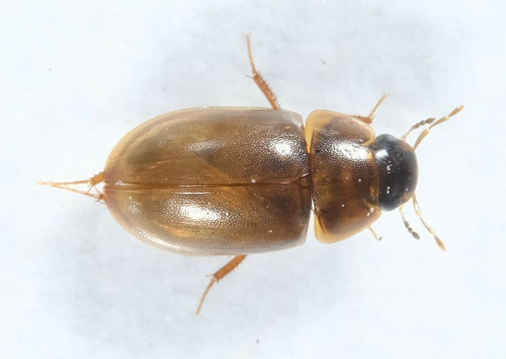 Cymbiodyta marginella from Lindhorst, Deutschland on September 11, 2023 at 08:52 PM by ...
