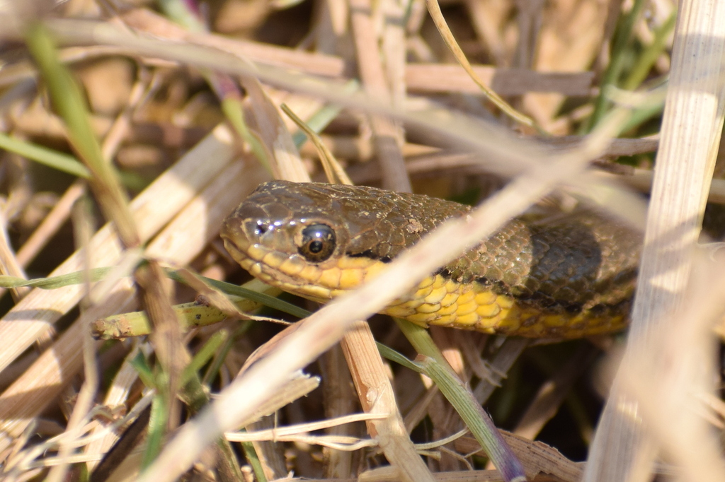 Split Keelback from Kuldiha, West Bengal, India on December 25, 2023 at ...