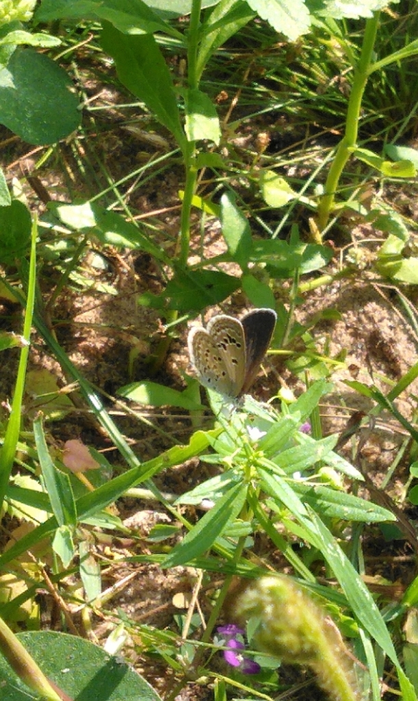 Lesser Grass Blue from Neduva on December 26, 2023 at 10:59 AM by Kenz ...
