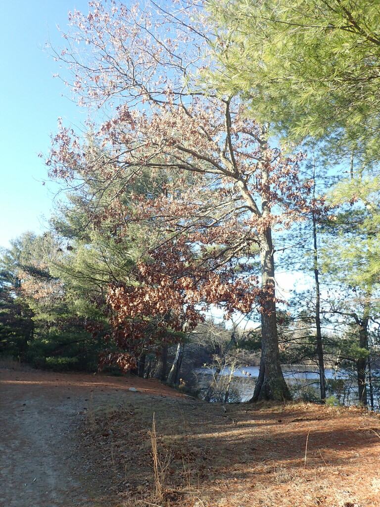 scarlet oak from Sharon, MA, USA on December 25, 2023 at 02:06 PM by ...