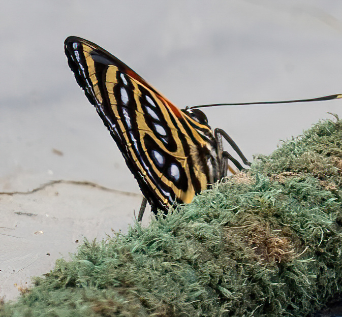 Godart's numberwing from Shushufindi, Ecuador on December 24, 2023 at ...