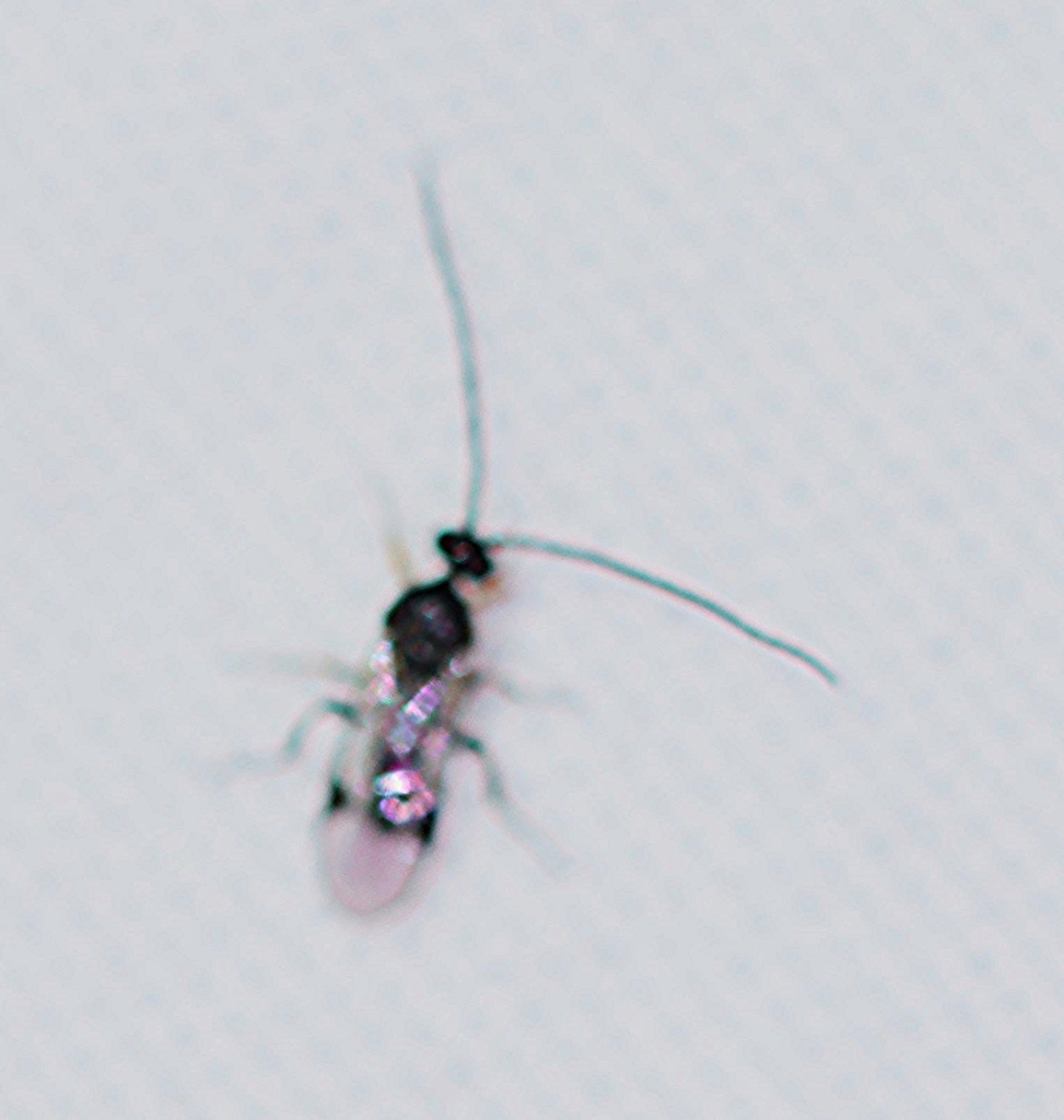 Narrow-waisted Wasps, Ants, and Bees from Fox and Hound Historic Hotel ...