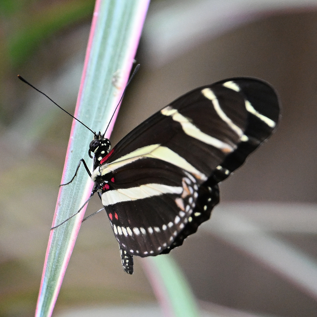 Zebra Longwing from Heredia Province, Cantón de Santo Domingo, Costa ...