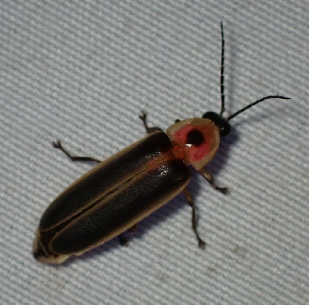 Photinus in July 2023 by Angus Mossman. At blacklight after dark in ...