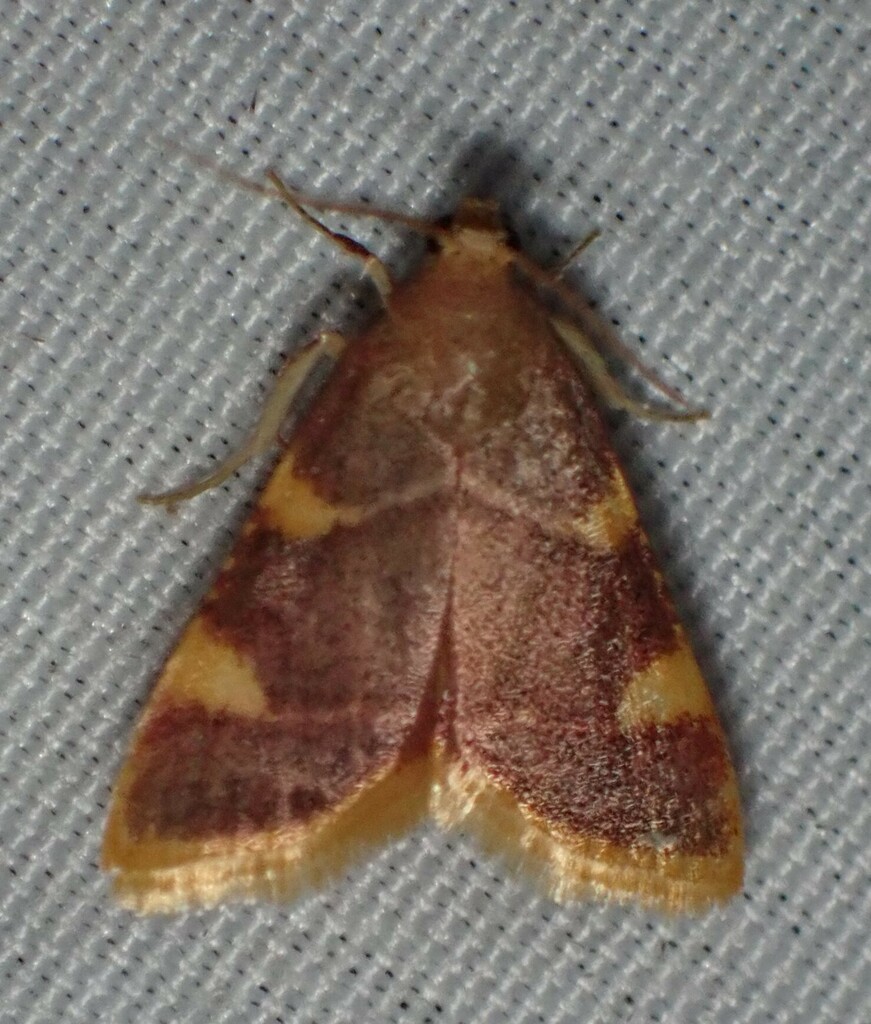 Clover Hayworm Moth in July 2023 by Angus Mossman. At blacklight after ...