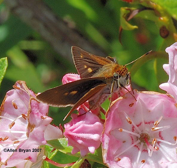 Two-spotted Skipper from Highland County, VA, USA on June 23, 2007 at ...