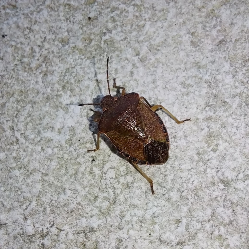 Green Shield Bug in December 2023 by jeanne-rose-und-papa · iNaturalist